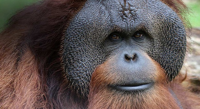After Years of Research, New Great Ape Species Identified In Indonesia ...