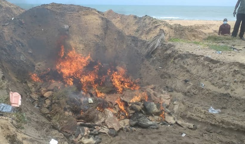 Customs Destroy Poisonous Imported Cow Hides At Seme Border | African ...