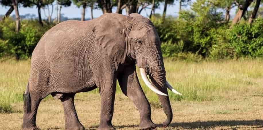 Zimbabwe Sends Elephants Samples To Advanced Labs in US, UK | African ...