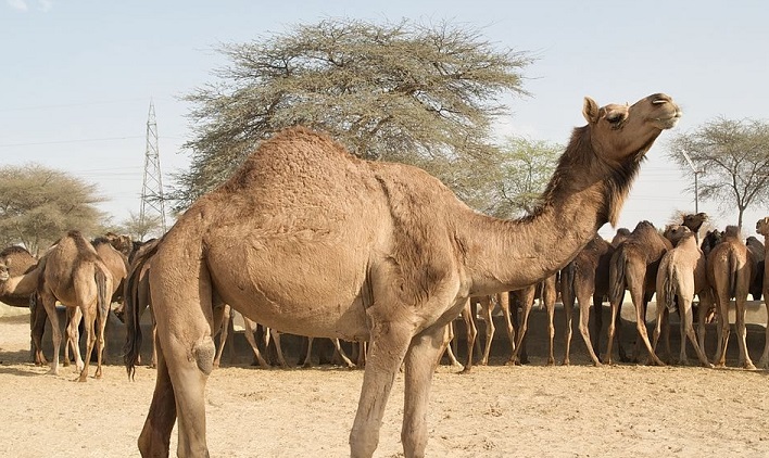 East Africa Records High Demand For Camel Milk To Fight COVID-19 ...